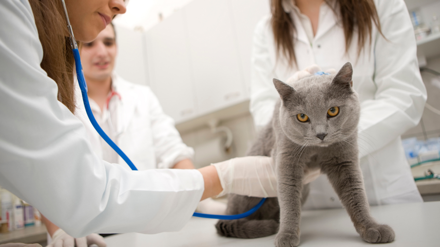 Animal Courses Direct