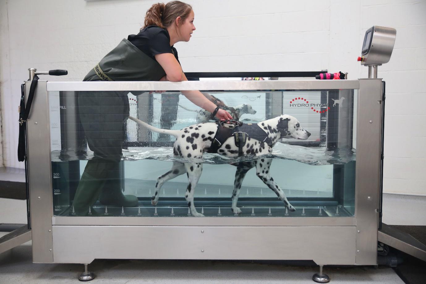 Animal Courses Direct